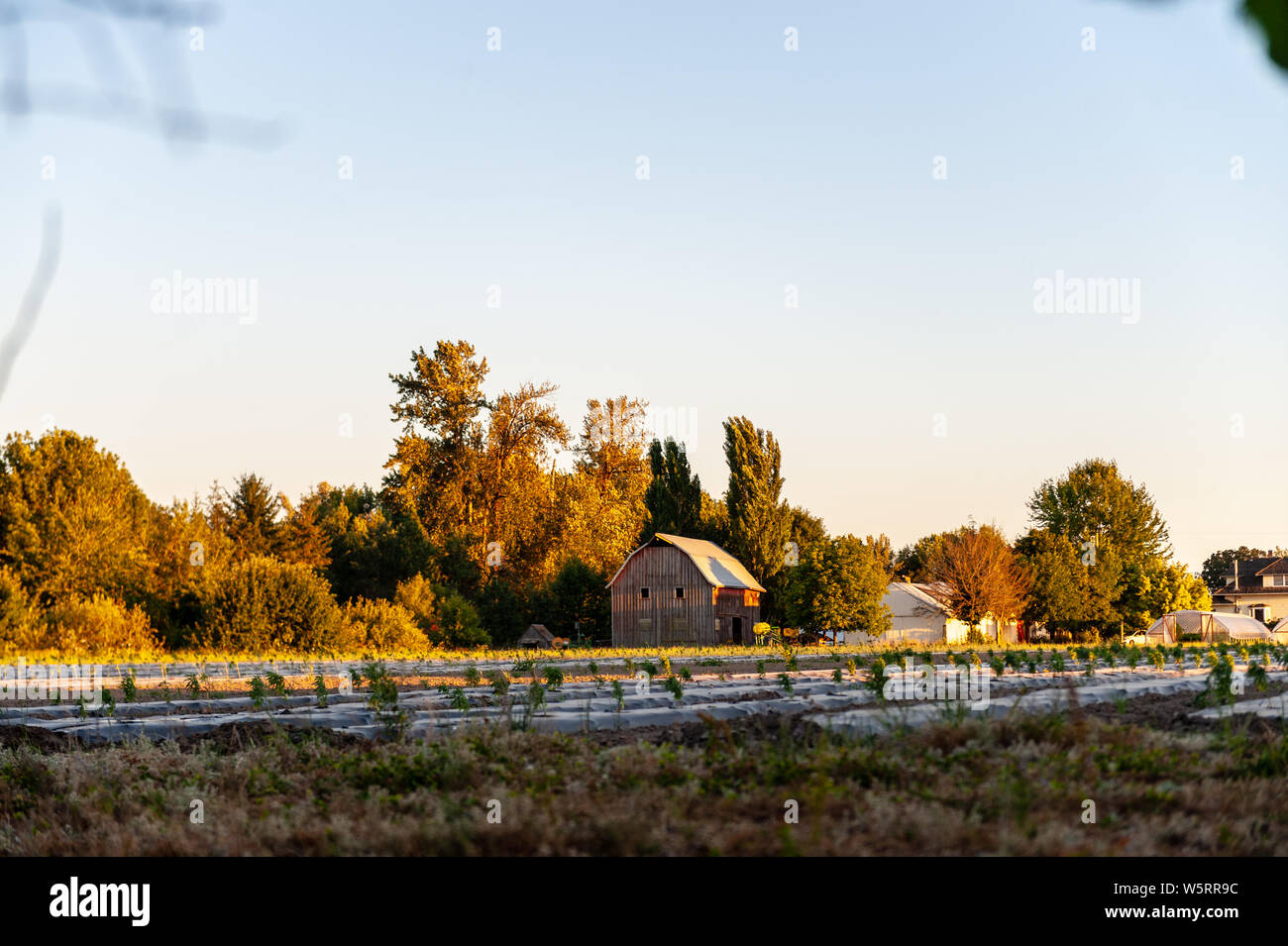 Impression of a Barn, in the Oregon Countryside, just outside of Albany ...