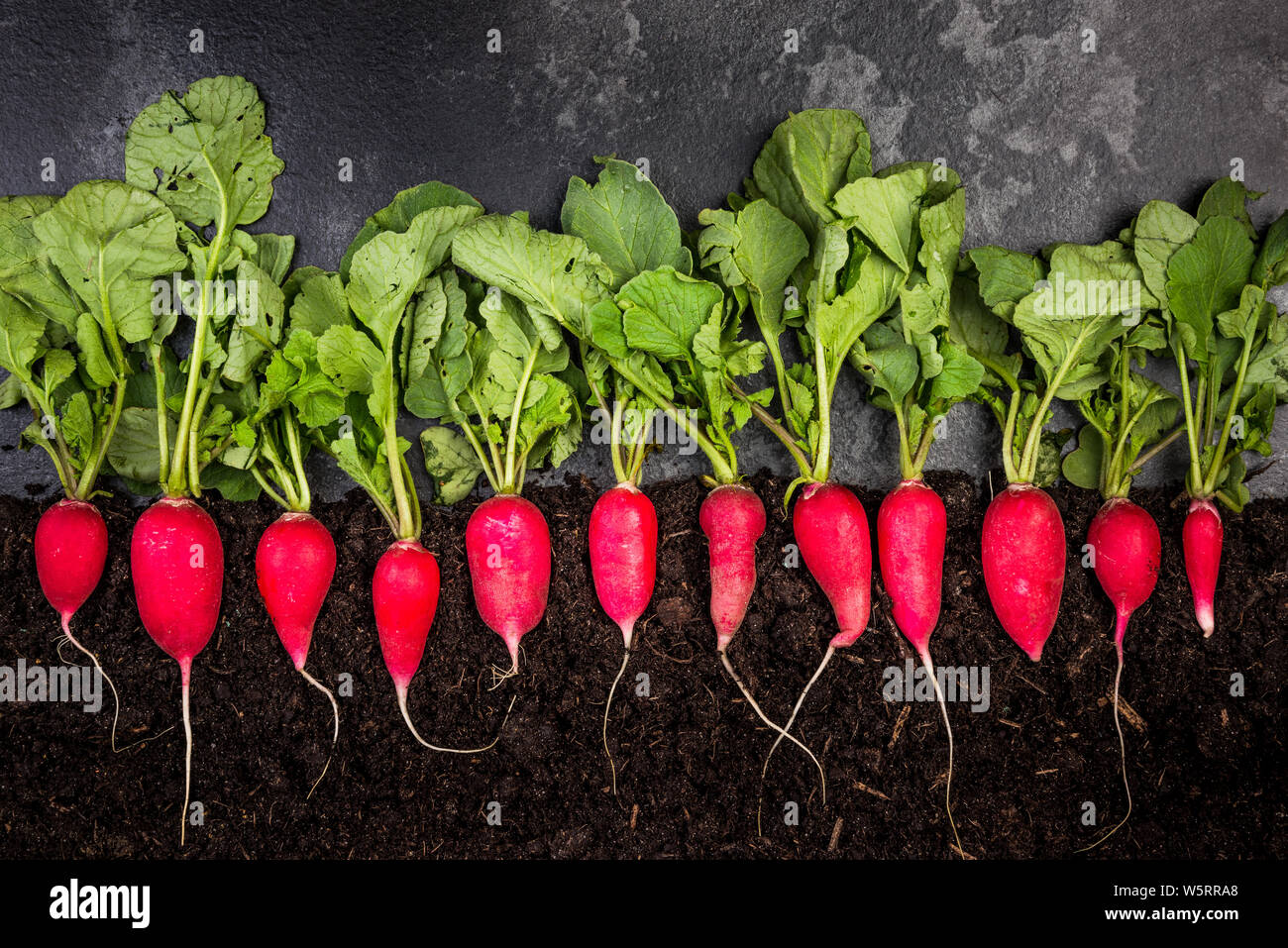 Radish Growing in Soil, Creative Gardening Concept Stock Photo - Alamy