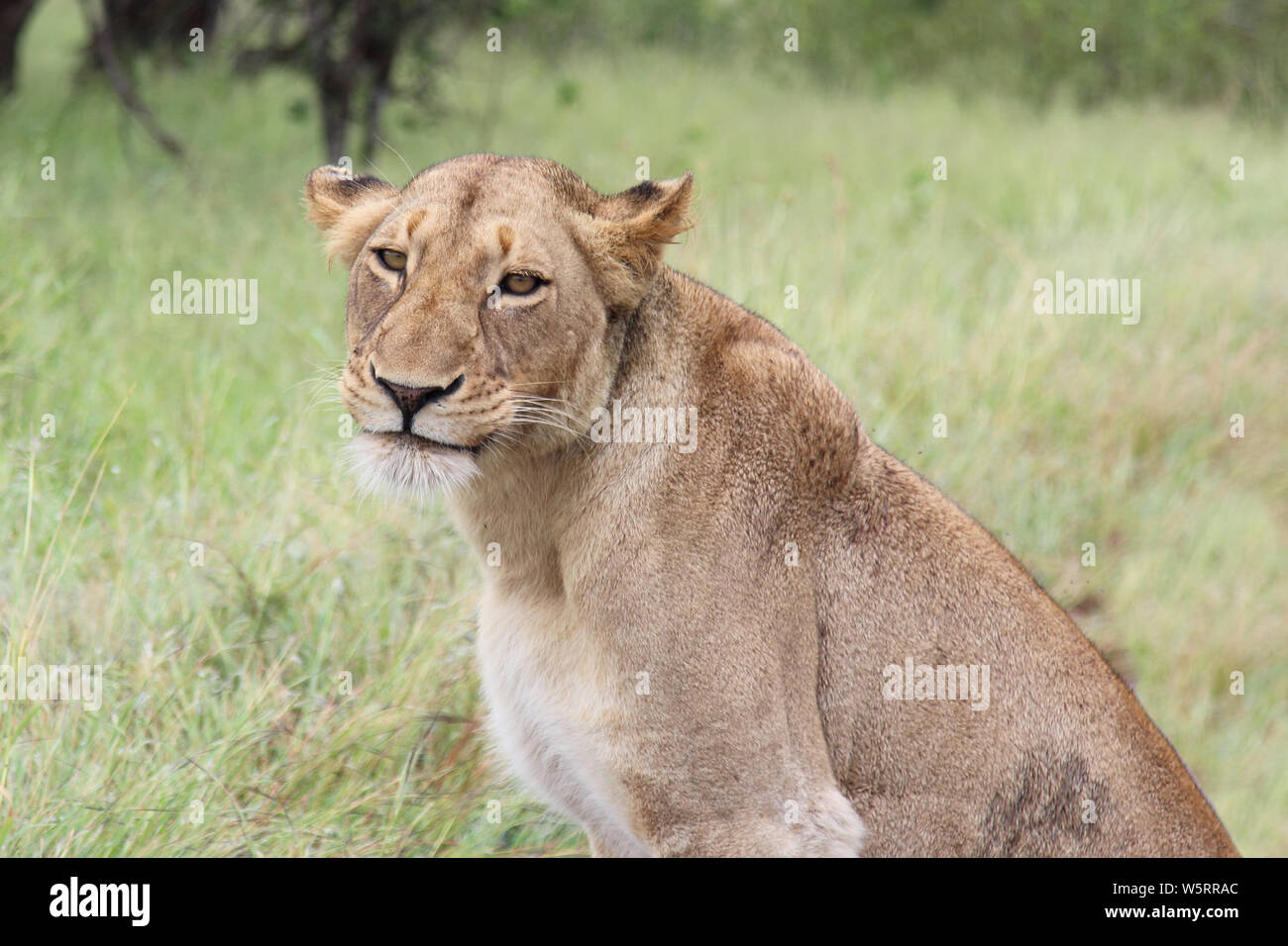 Afrikanischer Löwe / African lion / Panthera Leo Stock Photo - Alamy