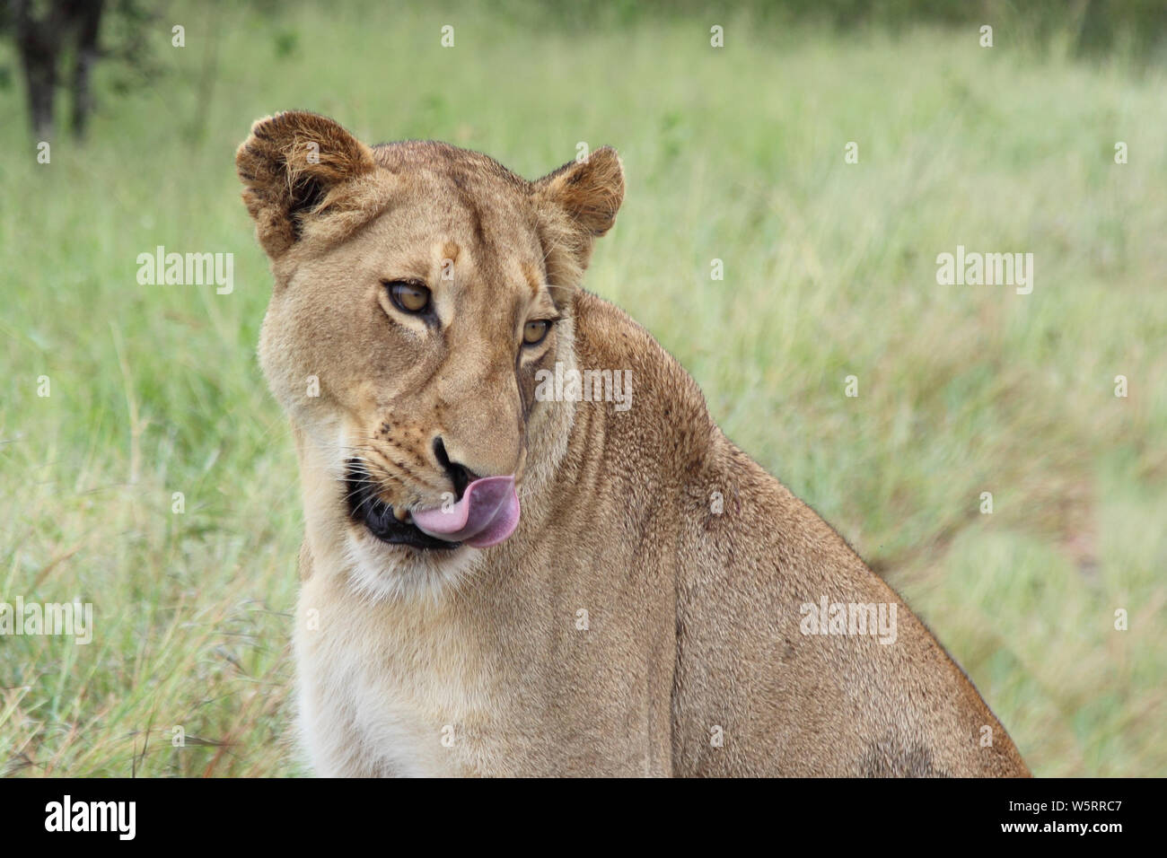 Afrikanischer Löwe / African lion / Panthera Leo Stock Photo - Alamy