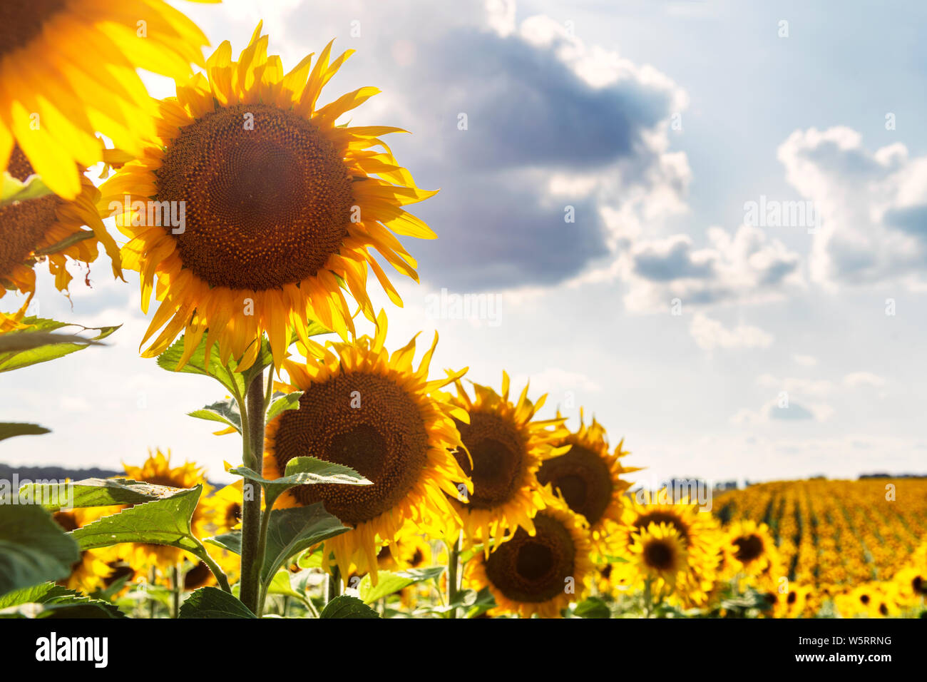 Sunflowers in the field, beautiful sunny day Stock Photo - Alamy