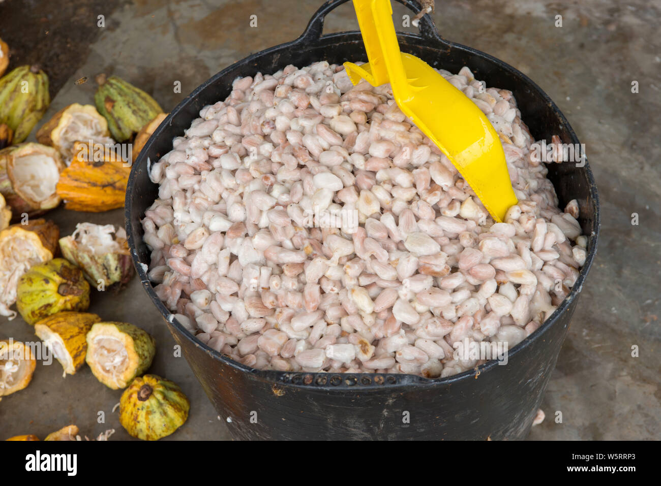 Sao Tome, Diogo Vaz cocoa plantation: splitting of pods, shells are ...