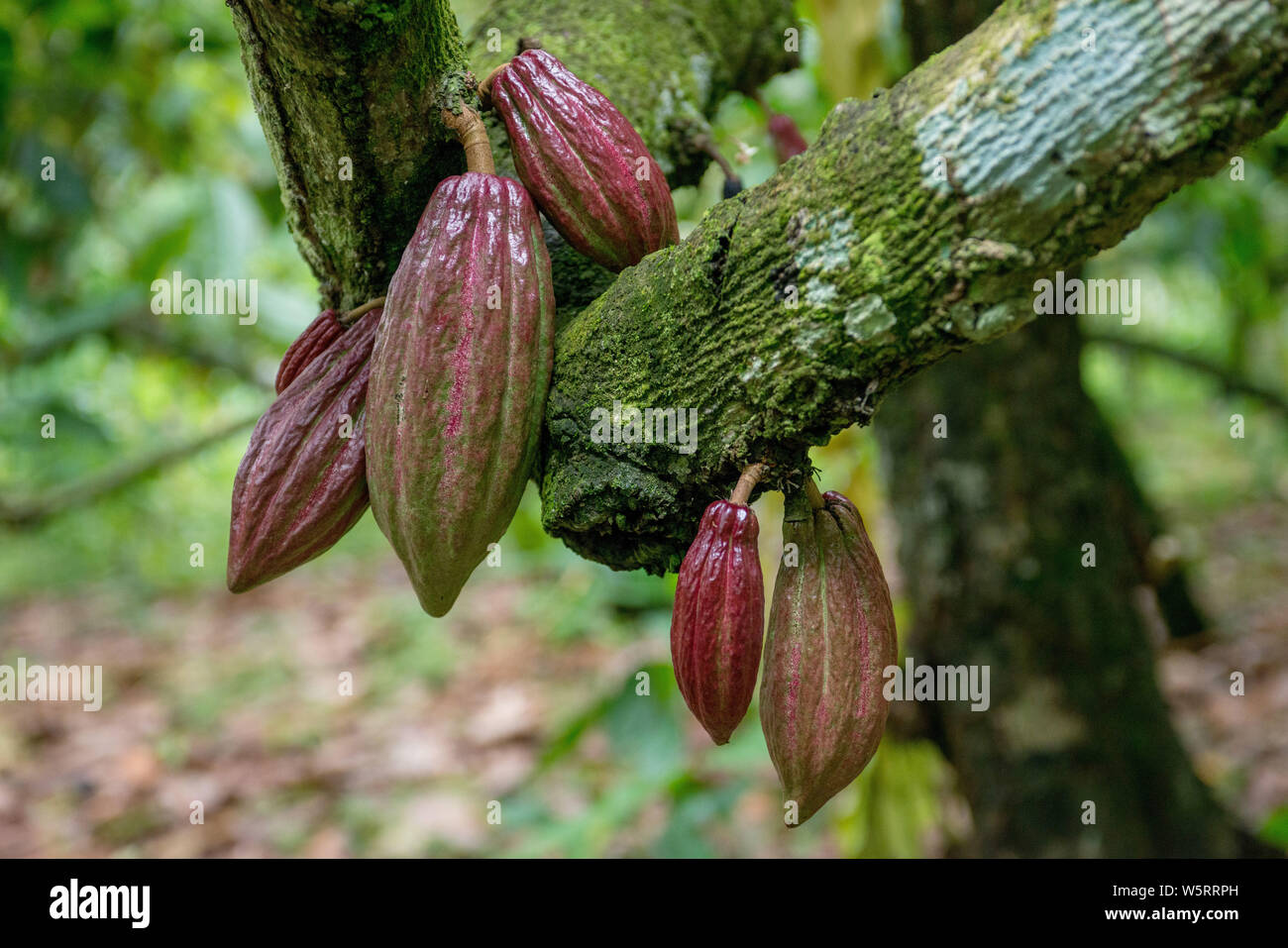 Sao Tome, Diogo Vaz cocoa plantation: cocoa pods in a cocoa tree Stock ...
