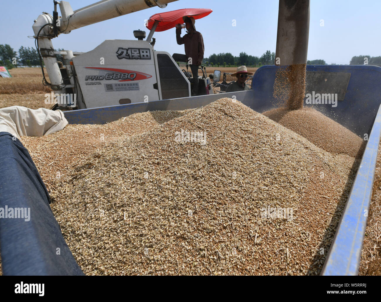 Chinese farmers harvest wheat in the field in Yangzhuang village ...