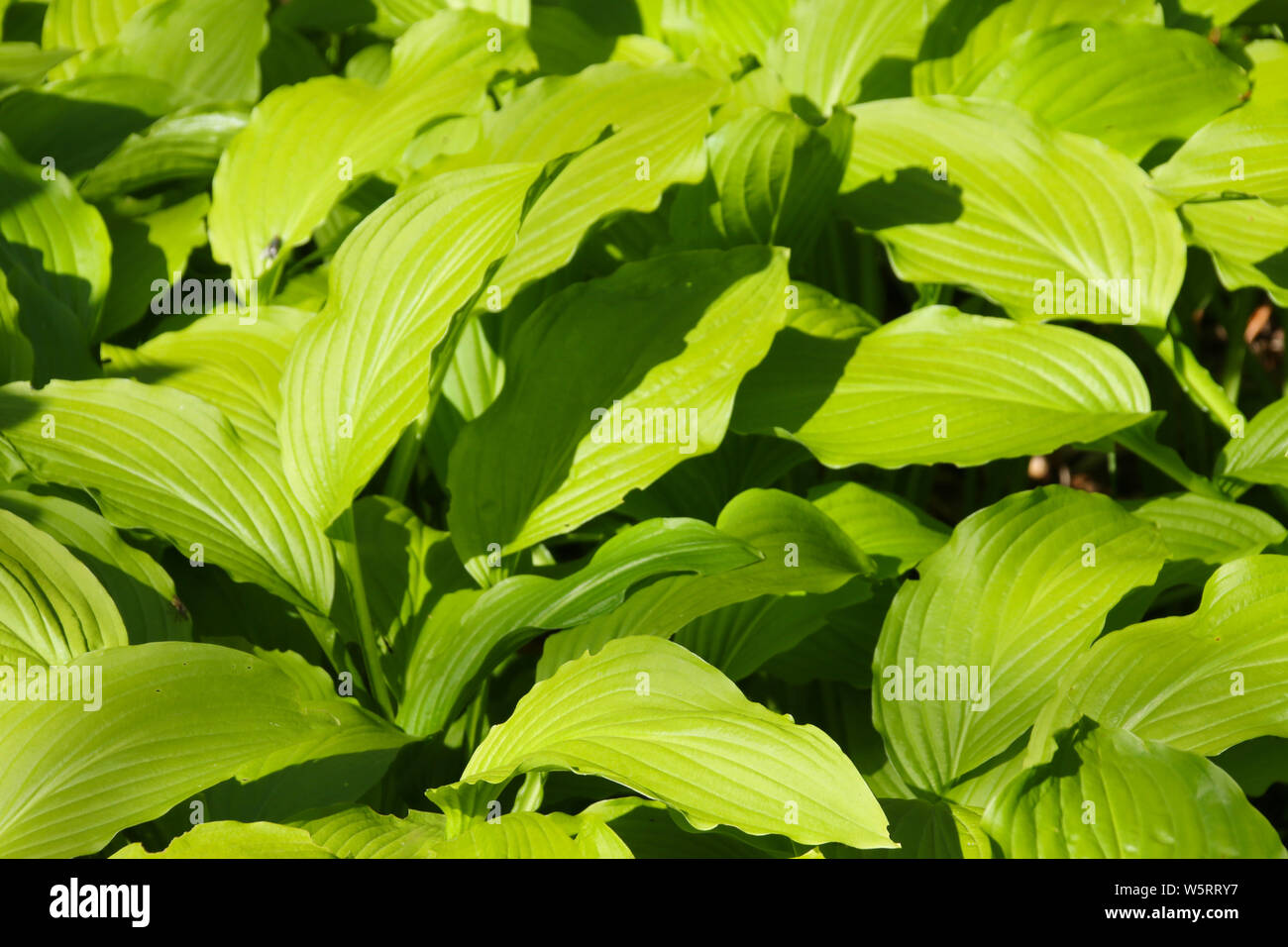 Close up detail in fresh green ornamental hosta leaves growing in a ...