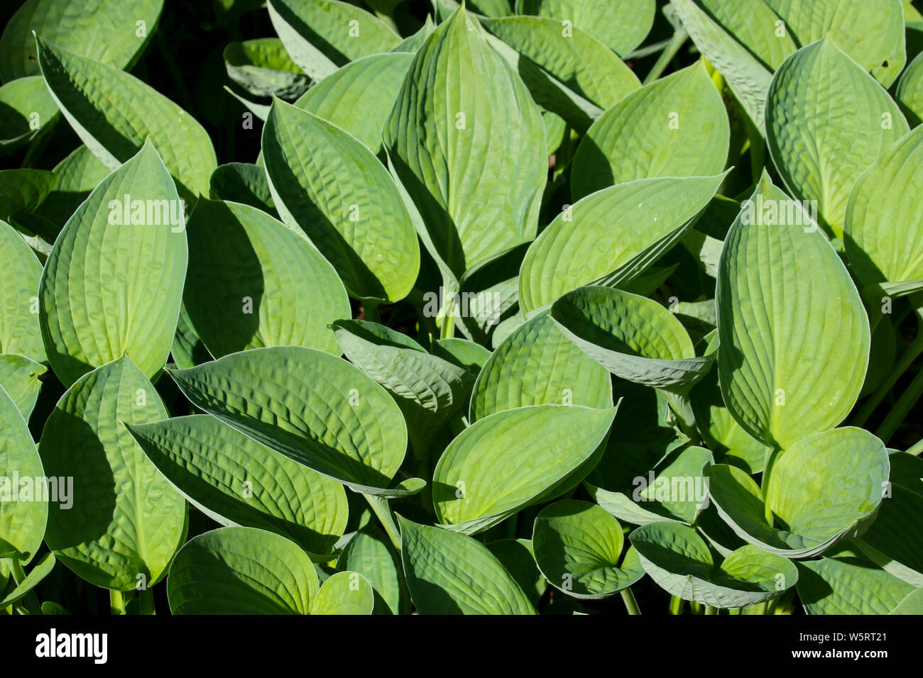 Close up detail in fresh green ornamental hosta leaves growing in a ...