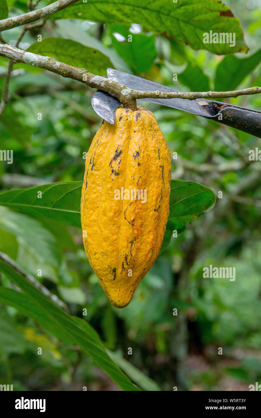 Cocoa pods sao tome hi-res stock photography and images - Alamy