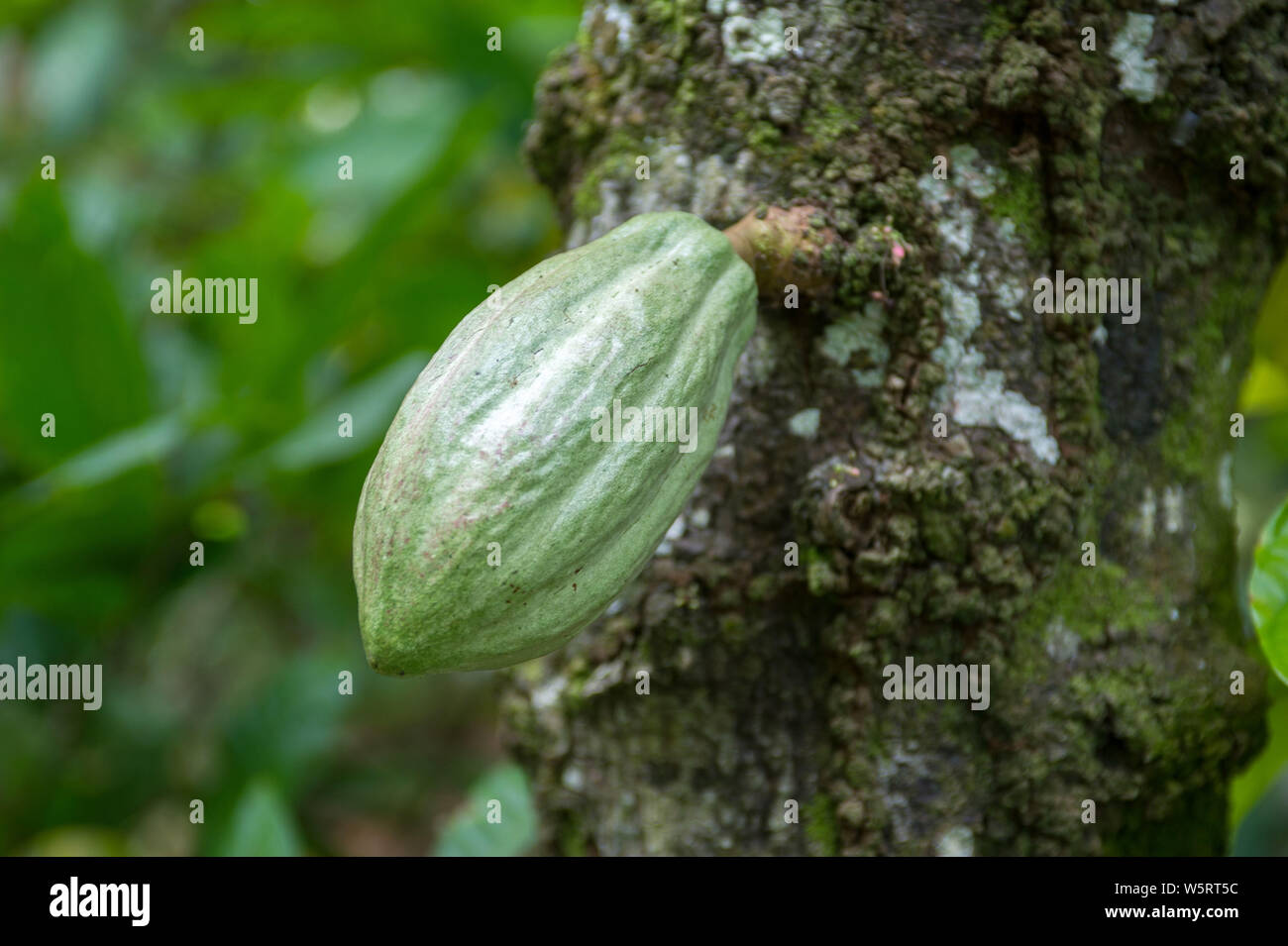 Sao Tome, Diogo Vaz cocoa plantation: cocoa pods in a cocoa tree Stock ...