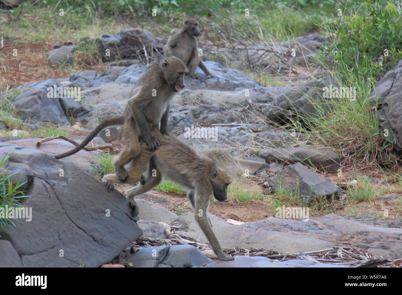 Baboon mating hi-res stock photography and images - Alamy
