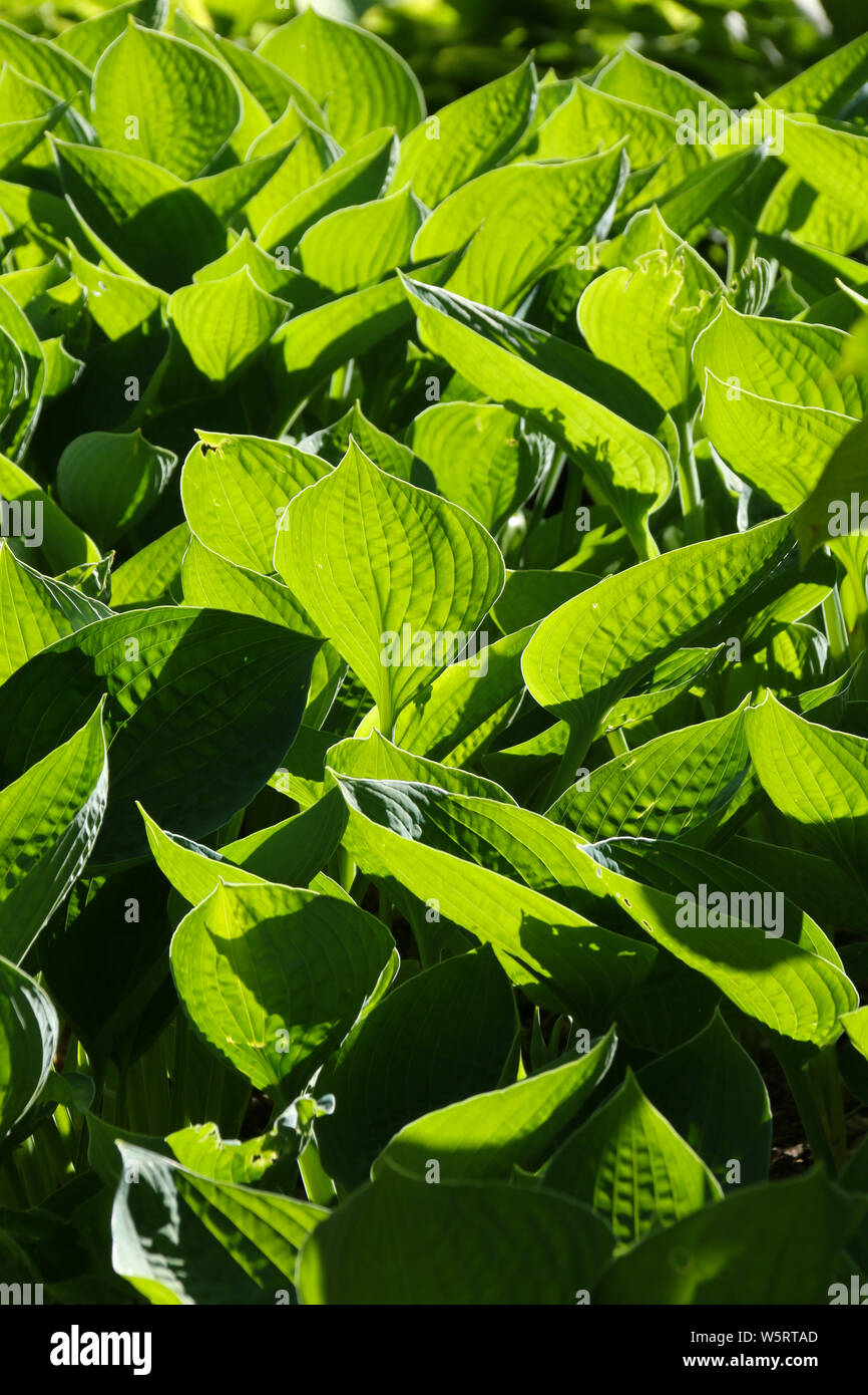 Close up detail in fresh green ornamental hosta leaves growing in a ...