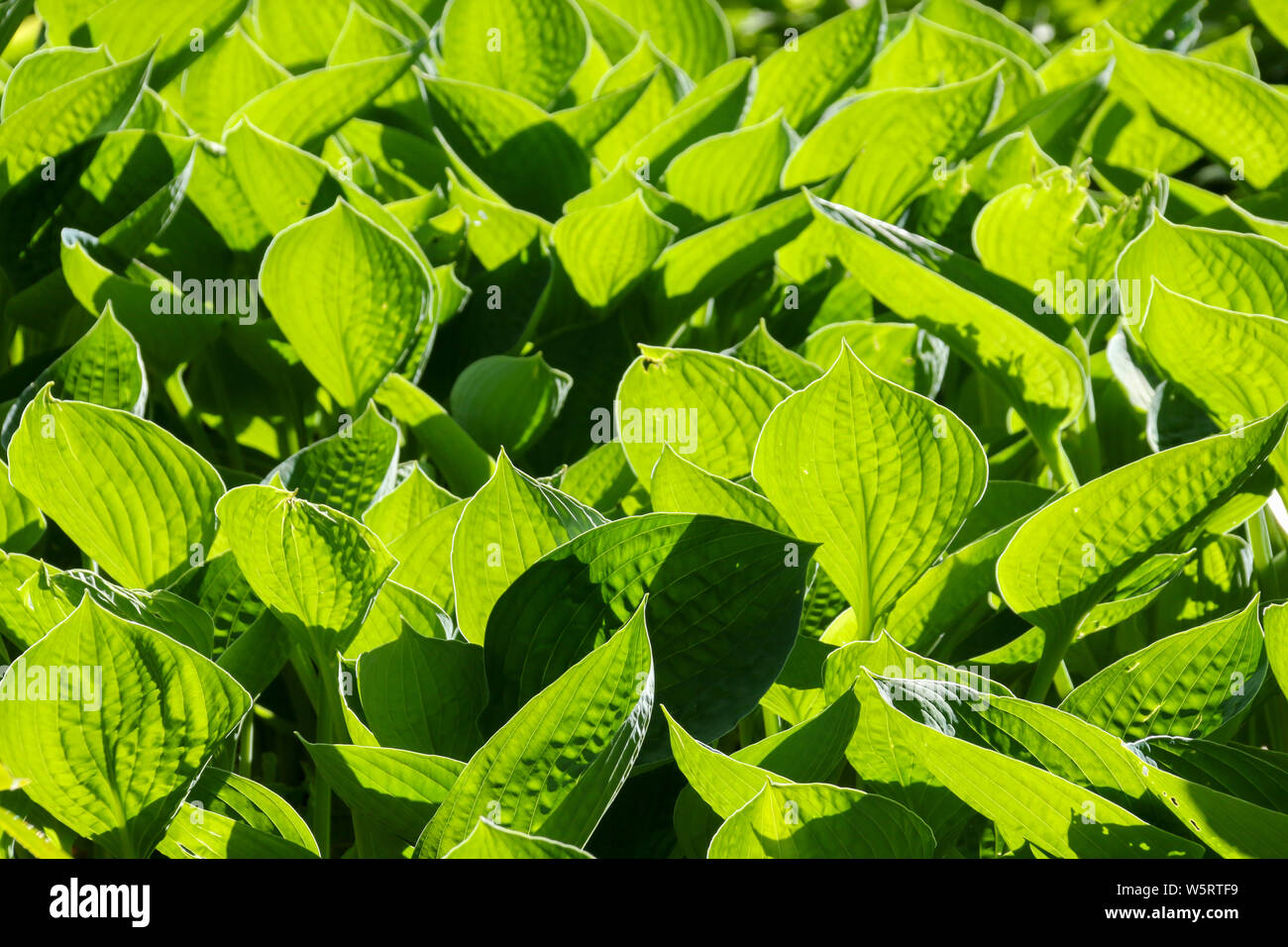 Close up detail in fresh green ornamental hosta leaves growing in a ...