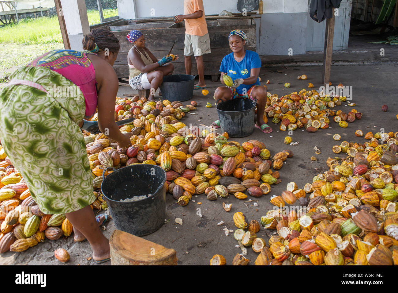 Sao Tome, Diogo Vaz cocoa plantation: splitting of pods, shells are ...
