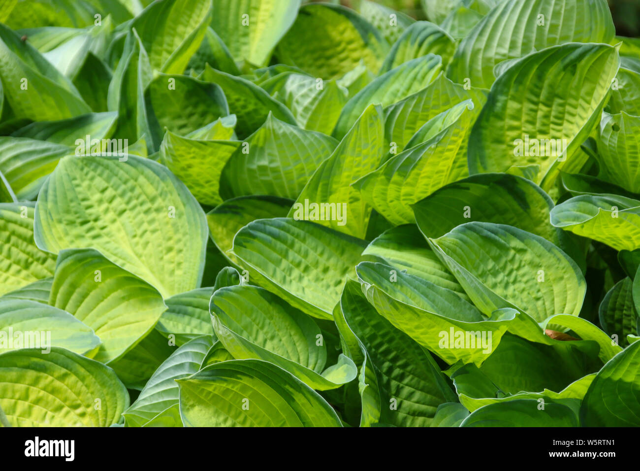 Close up detail in fresh green ornamental hosta leaves growing in a ...