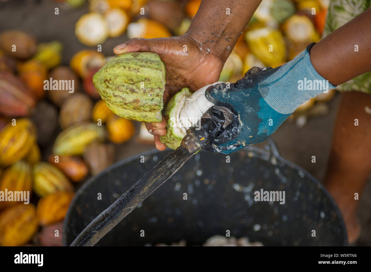Sao Tome, Diogo Vaz cocoa plantation: splitting of pods, shells are ...