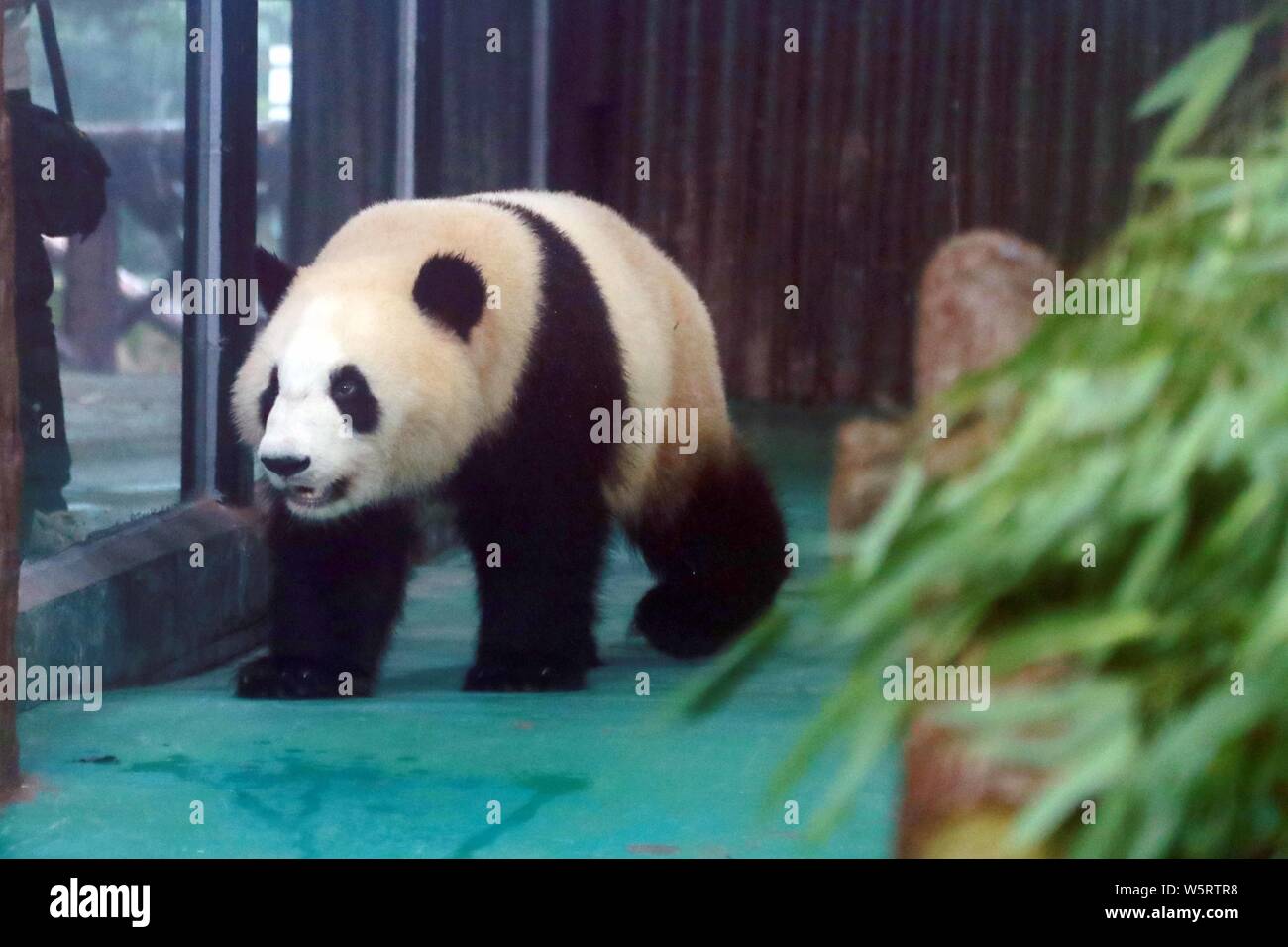Two giant pandas, He Feng and Xing Guang, arrive at the newly renovated ...