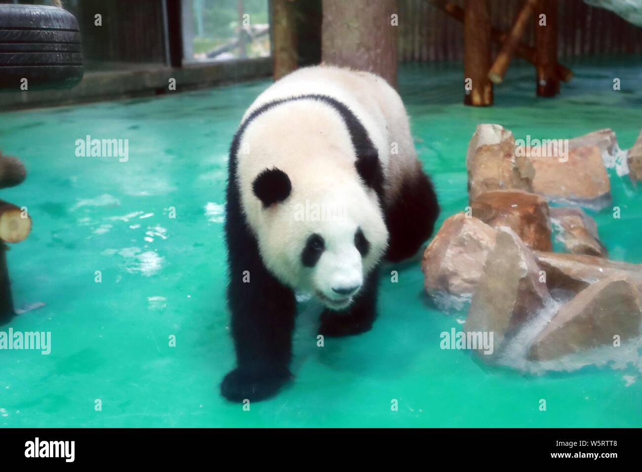 Two giant pandas, He Feng and Xing Guang, arrive at the newly renovated ...