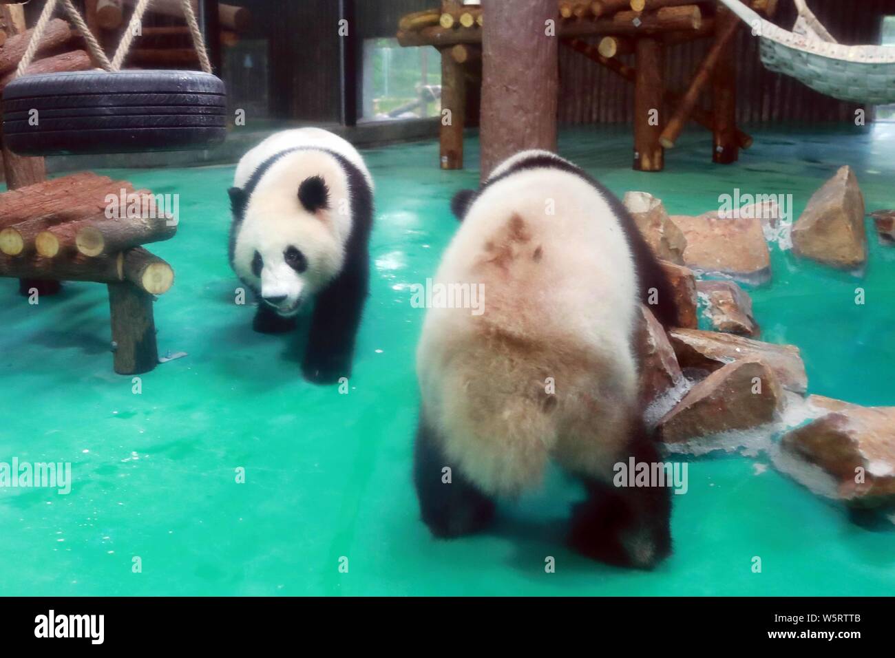 Two giant pandas, He Feng and Xing Guang, arrive at the newly renovated ...