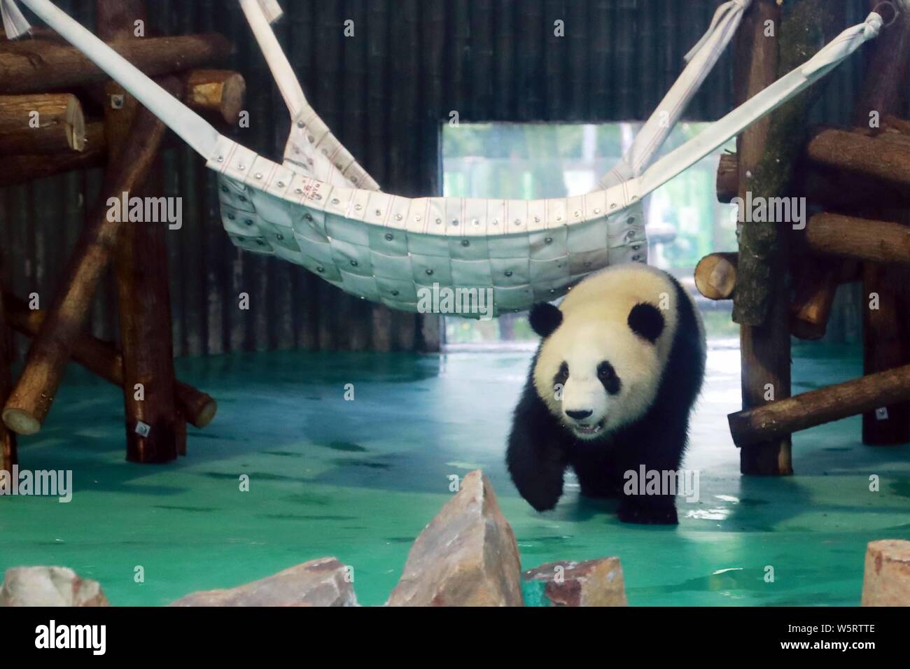 Two giant pandas, He Feng and Xing Guang, arrive at the newly renovated ...