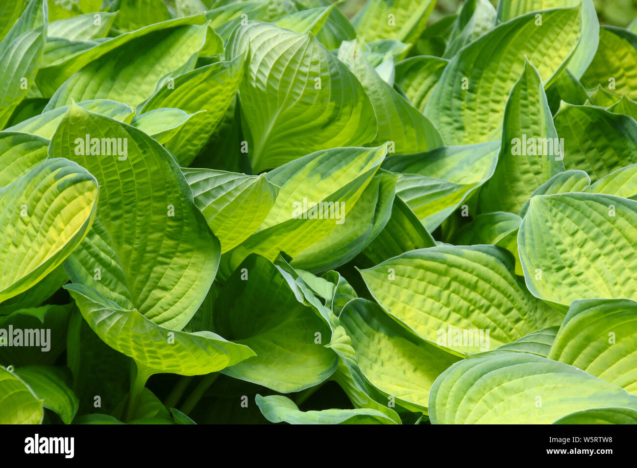 Close up detail in fresh green ornamental hosta leaves growing in a ...