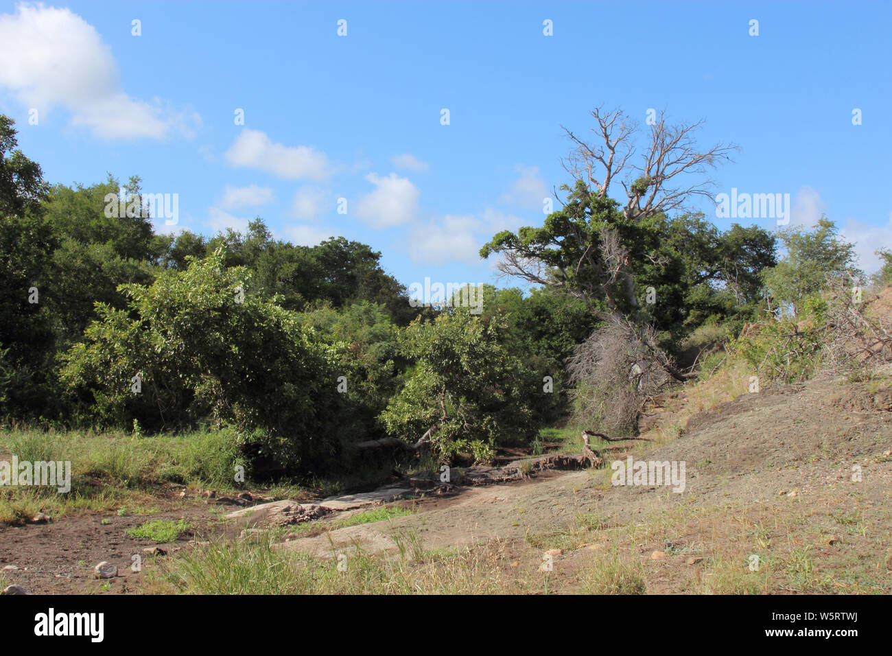 Afrikanischer Busch / African Bush Stock Photo - Alamy