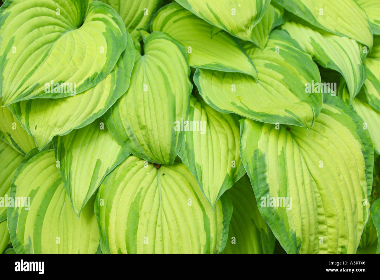 Close up detail in fresh green ornamental hosta leaves growing in a ...
