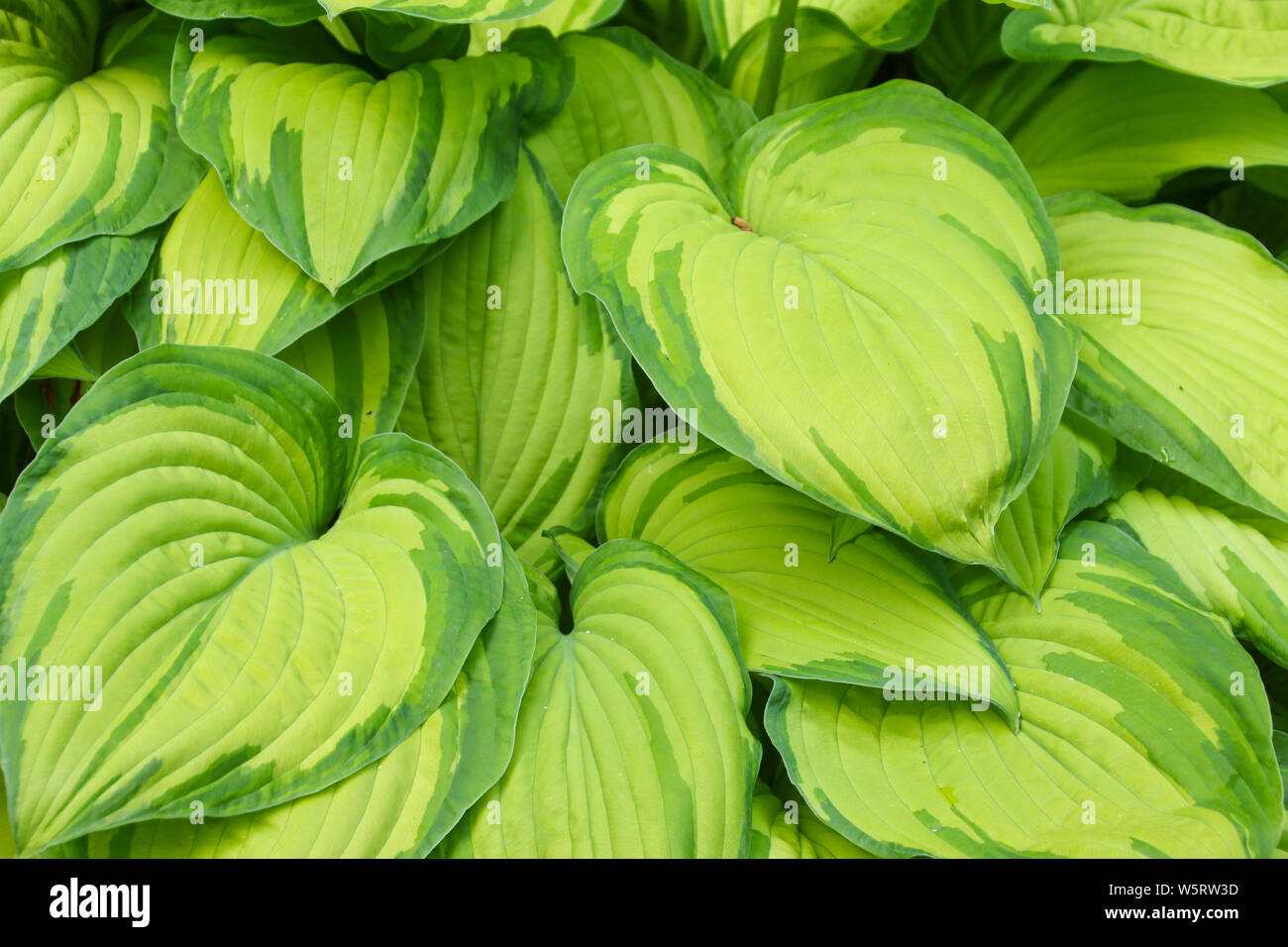 Close up detail in fresh green ornamental hosta leaves growing in a ...