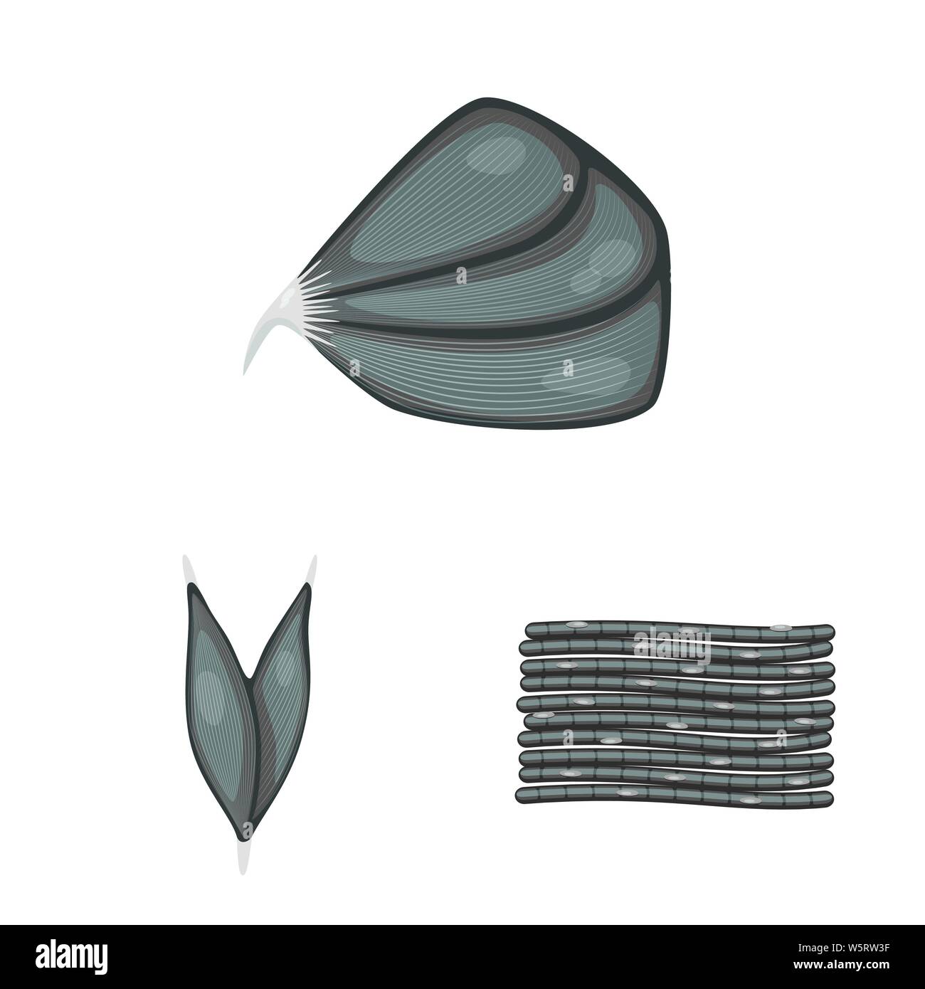 Vector illustration of human and body symbol. Set of human and cells ...