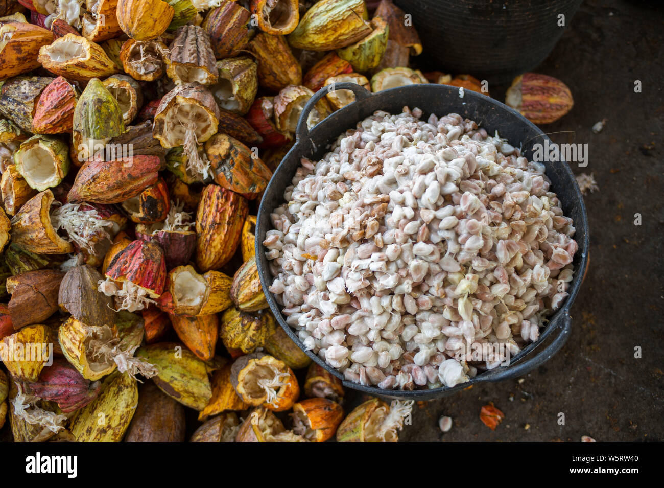 Sao Tome, Diogo Vaz cocoa plantation: splitting of pods, shells are ...