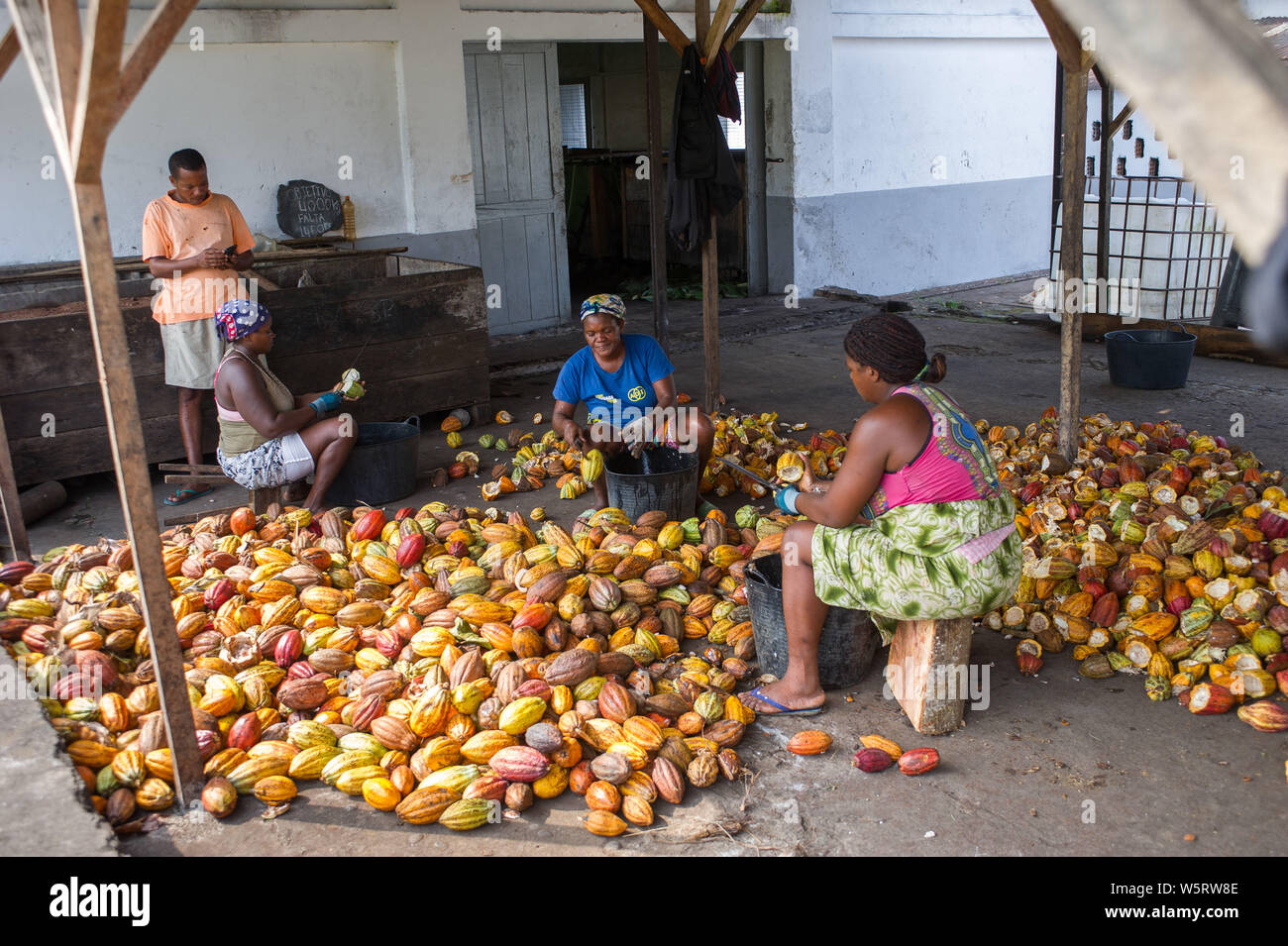 Sao Tome, Diogo Vaz cocoa plantation: splitting of pods, shells are ...