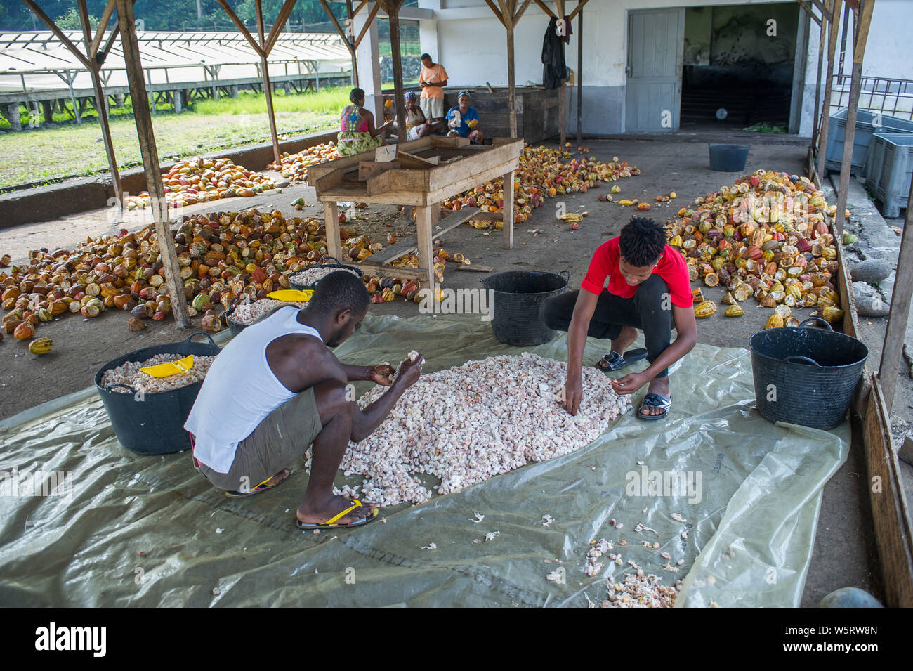 Sao Tome, Diogo Vaz cocoa plantation: sorting of cocoa beans after the ...