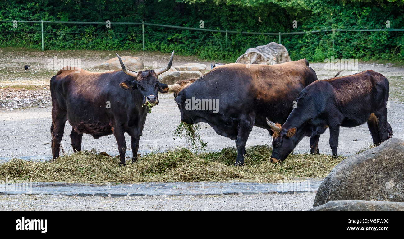 Heck cattle, Bos primigenius taurus, claimed to resemble the extinct ...