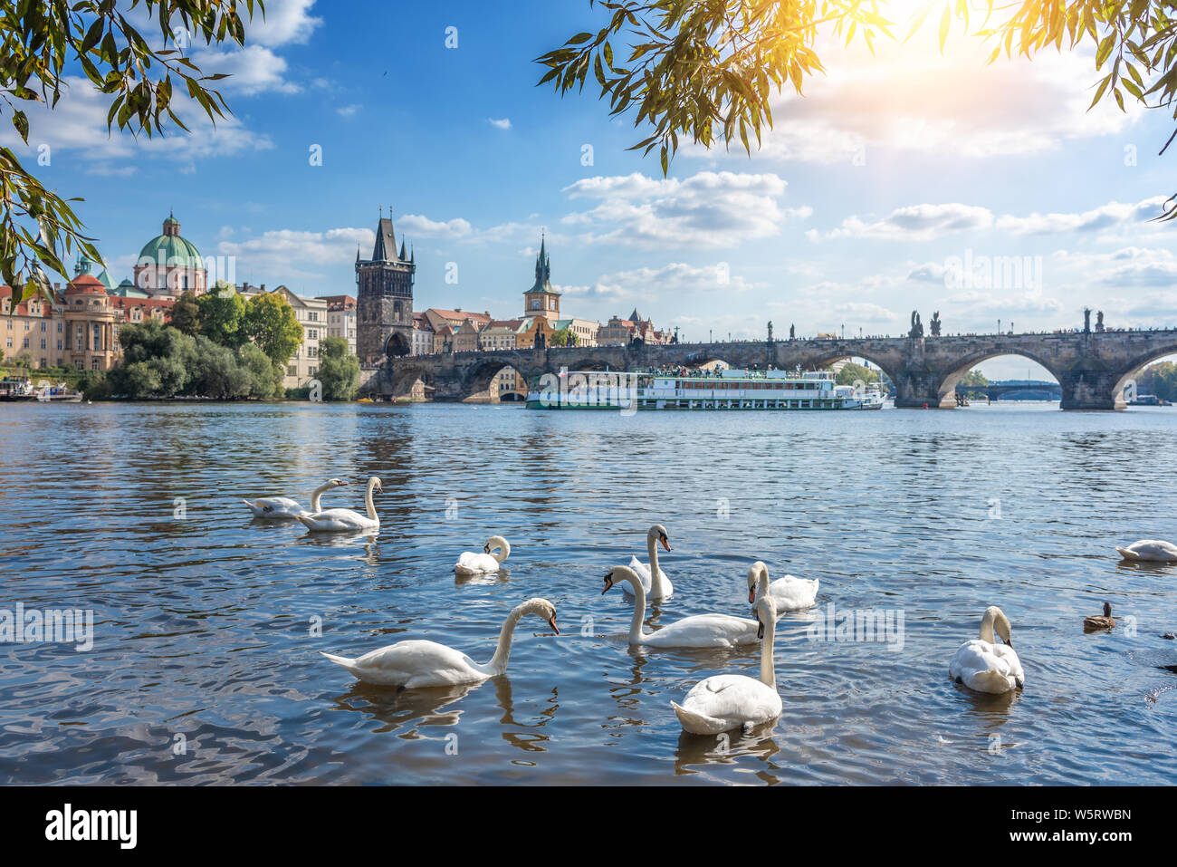 Swans on the Vltava River in the city of Prague, Czech Republic Stock ...