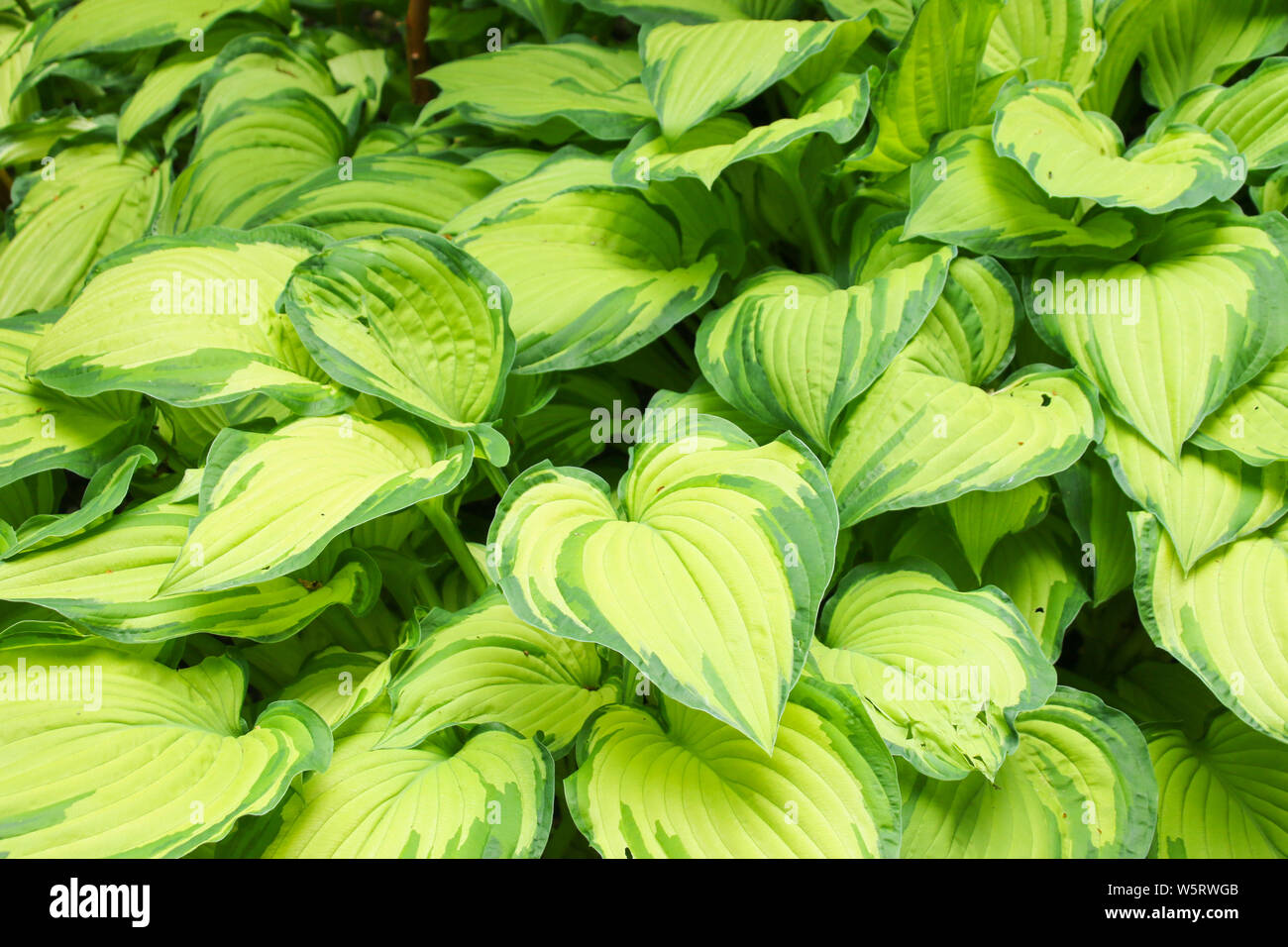 Close up detail in fresh green ornamental hosta leaves growing in a ...
