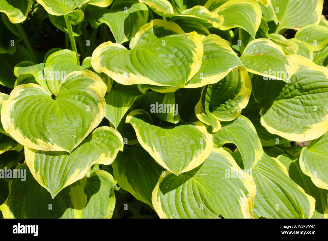 Close up detail in fresh green ornamental hosta leaves growing in a ...