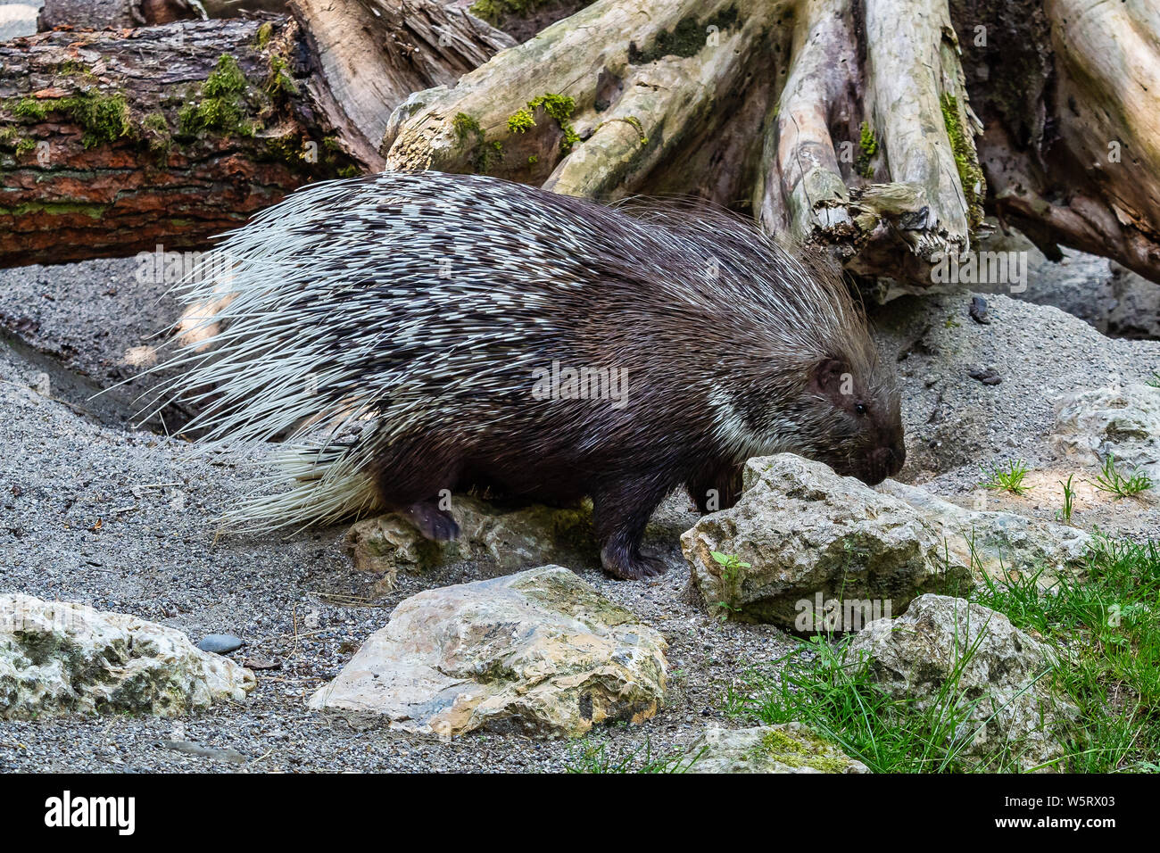 The Indian crested Porcupine, Hystrix indica or Indian porcupine, is a ...