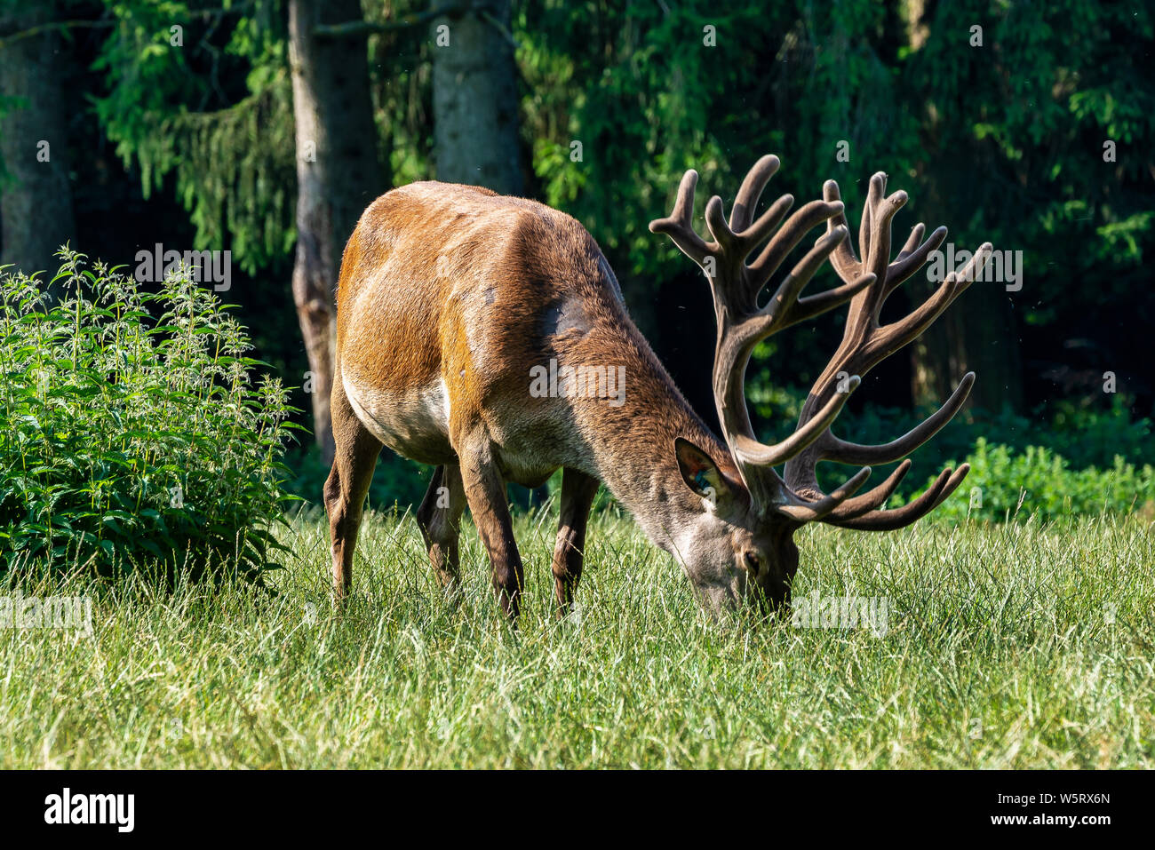 Largest deer species hi-res stock photography and images - Alamy