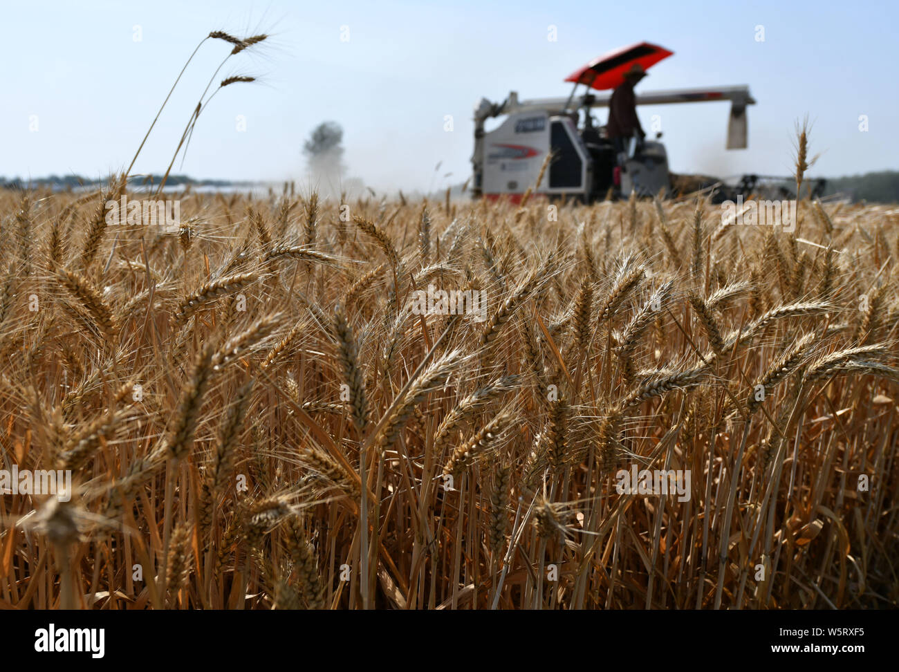 Farmer reaping her harvest hi-res stock photography and images - Alamy