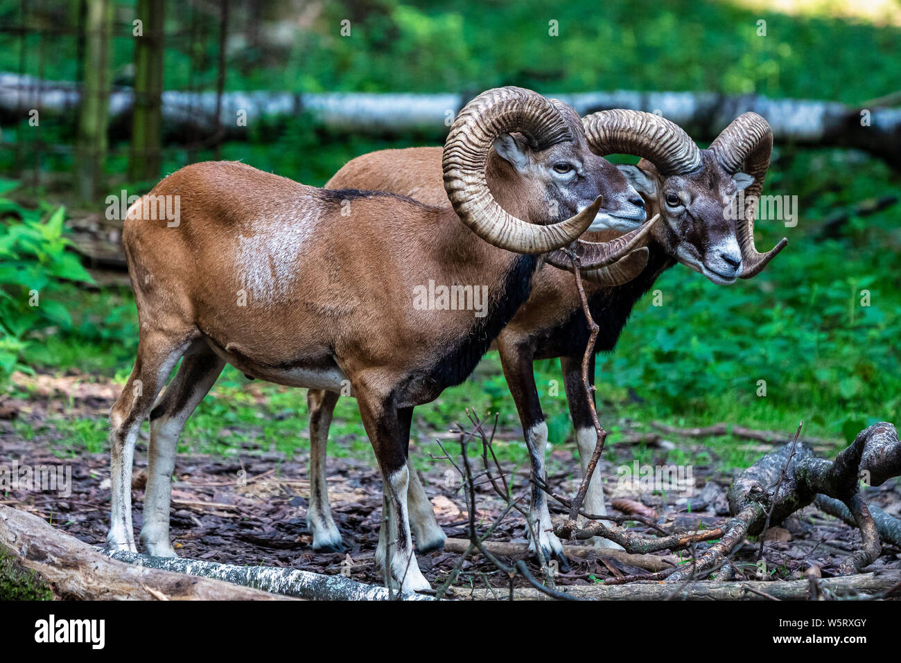 The European mouflon, Ovis orientalis musimon is the westernmost and ...