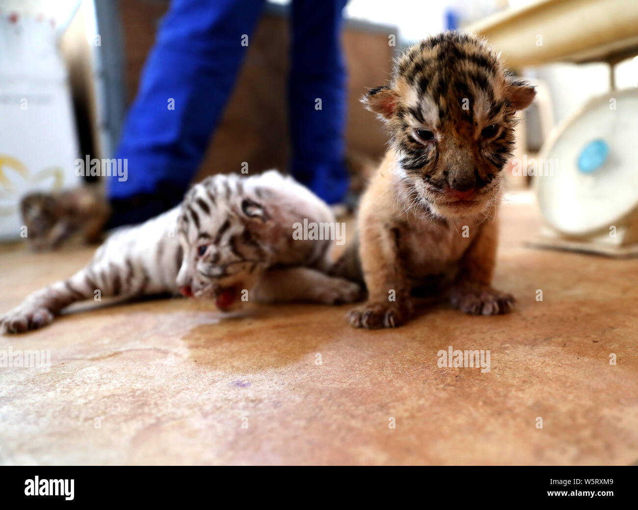 A rare white Bengal tiger cub along with three Bengal tiger cubs are ...