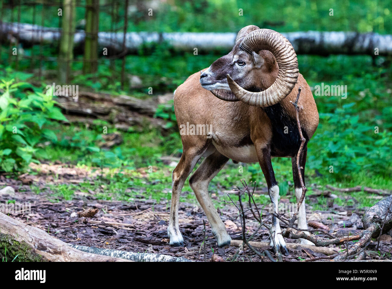 The European mouflon, Ovis orientalis musimon is the westernmost and ...