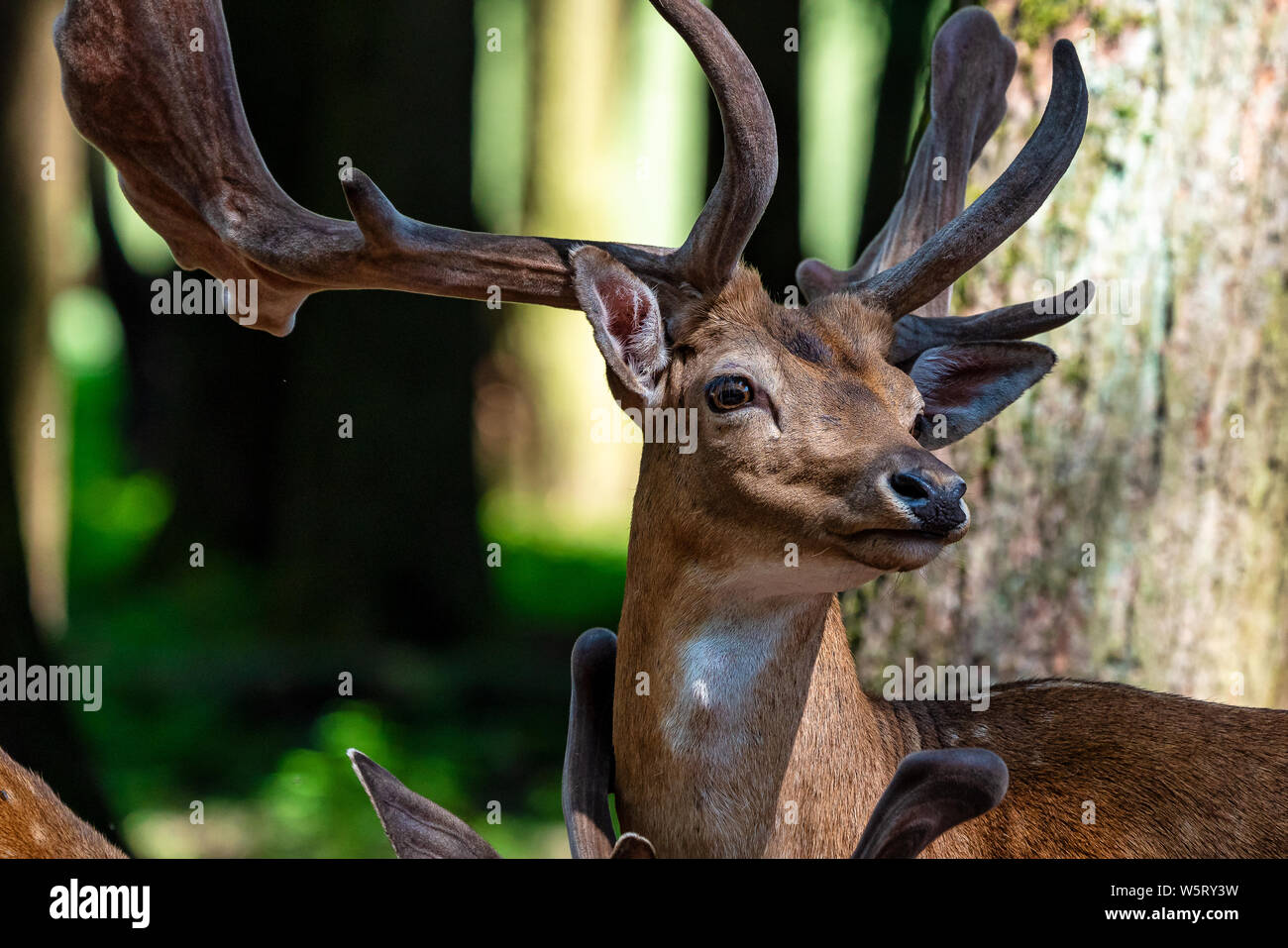 Roe Deer, Capreolus capreolus. Except for Central and Sound Europe ...