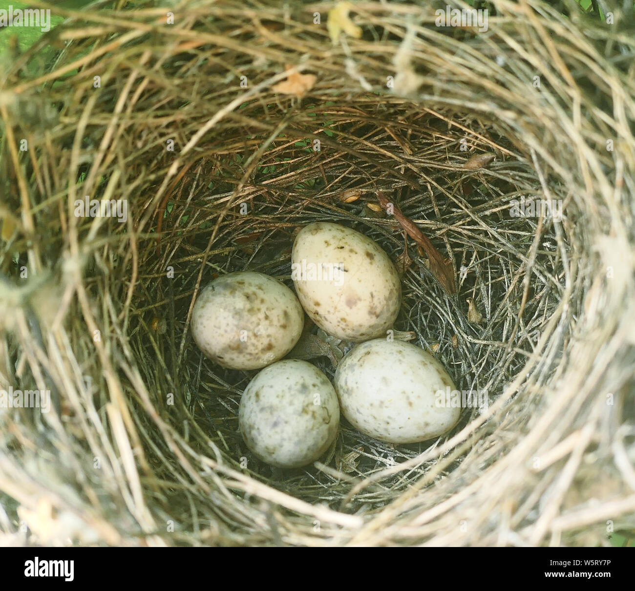 Bird nest with eggs Stock Photo - Alamy