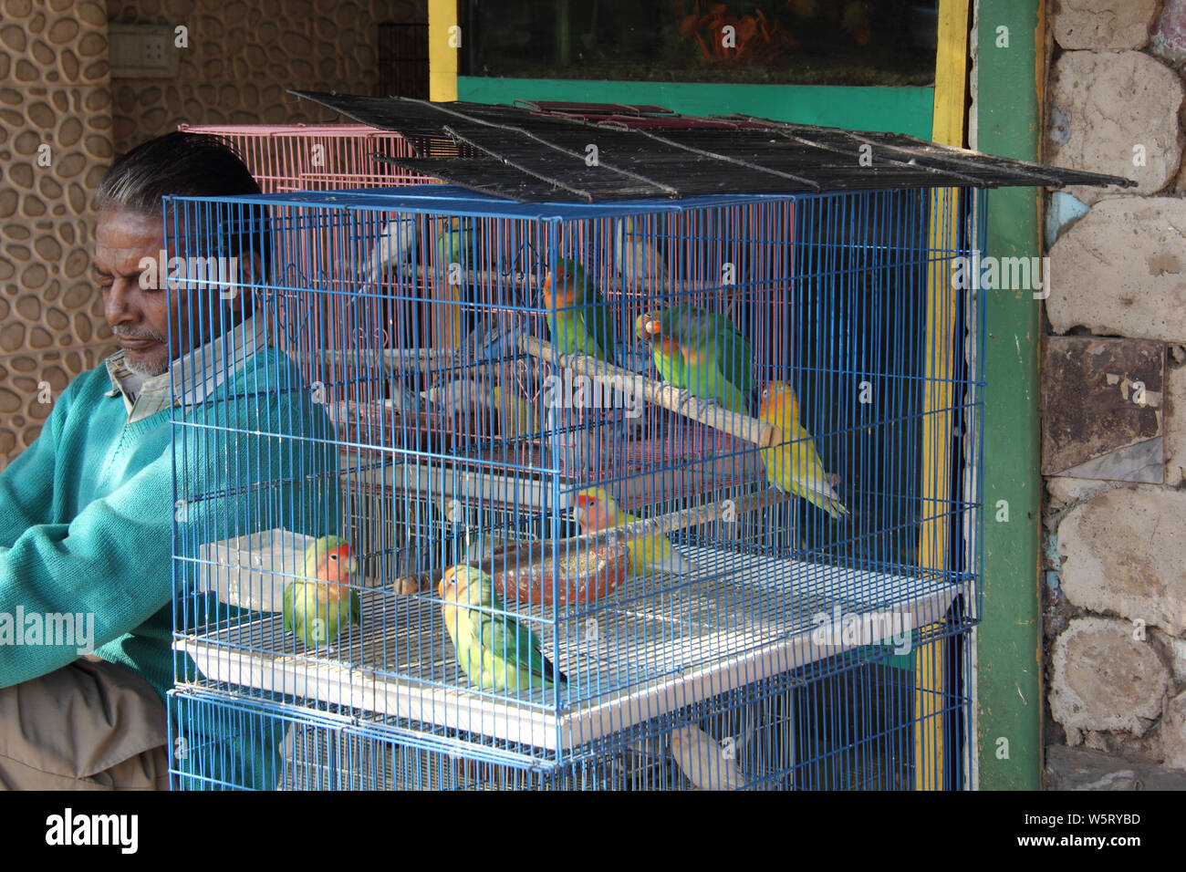 Only parrots hi-res stock photography and images - Alamy