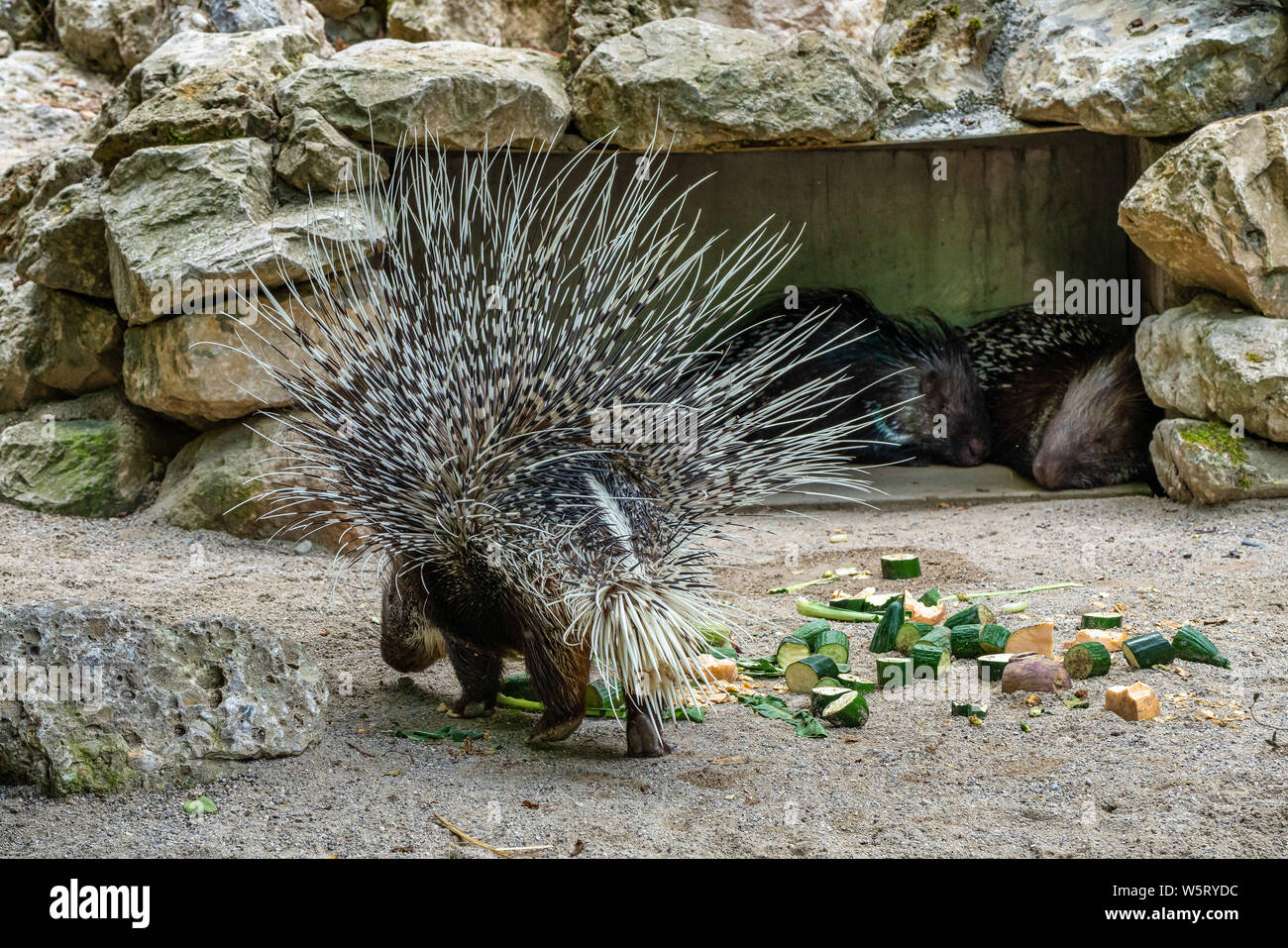 The Indian crested Porcupine, Hystrix indica or Indian porcupine, is a ...