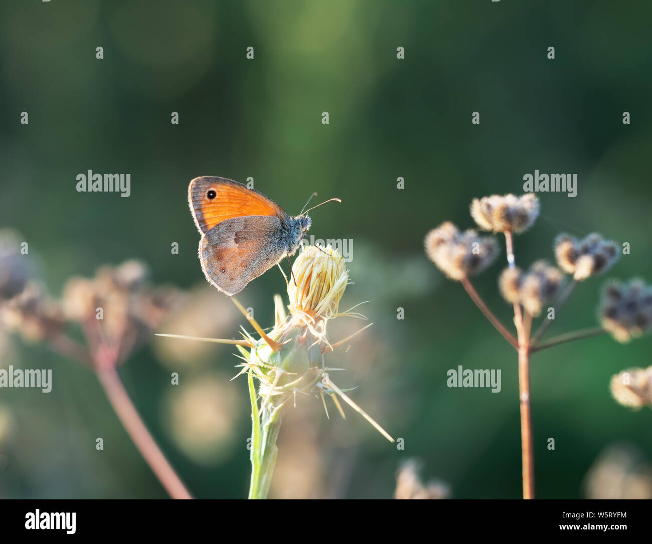 Brown and orange butterfly hi-res stock photography and images - Alamy