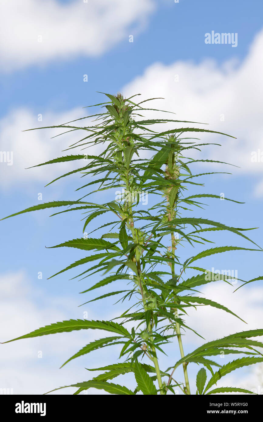 Hemp hemp plant nepal hi-res stock photography and images - Alamy