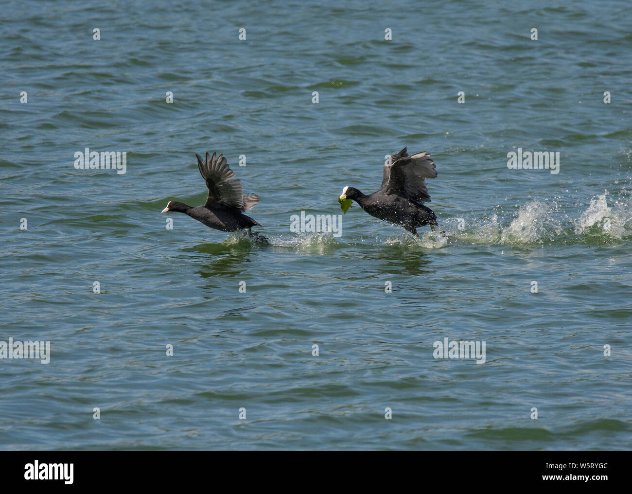 Bald coots hi-res stock photography and images - Alamy