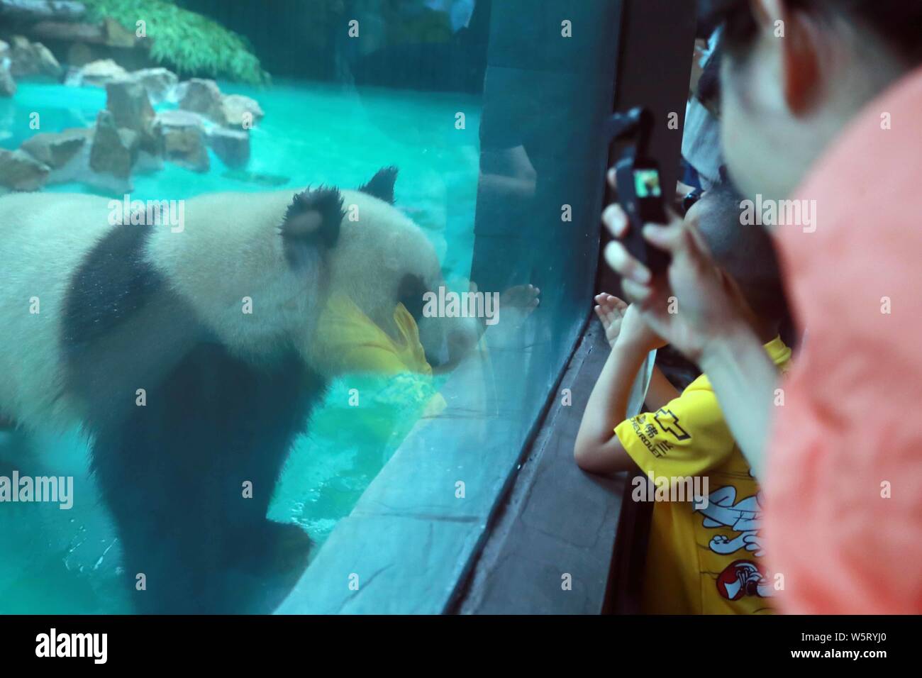 Two giant pandas, He Feng and Xing Guang, arrive at the newly renovated ...