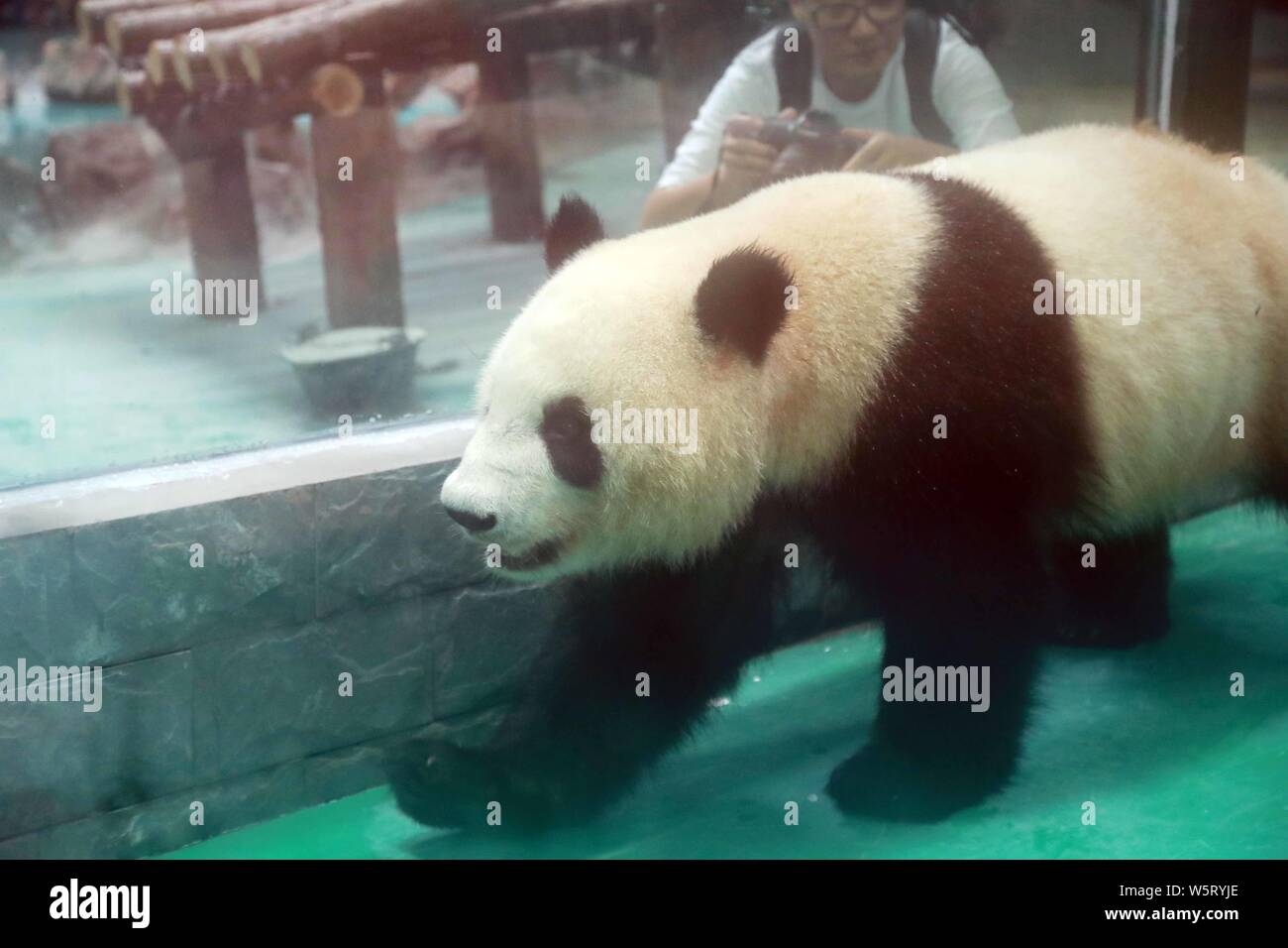 Two giant pandas, He Feng and Xing Guang, arrive at the newly renovated ...