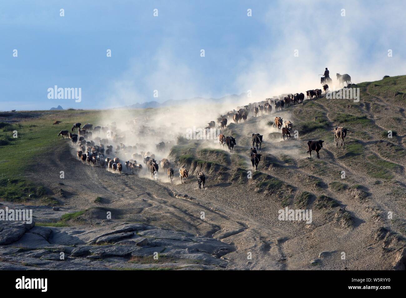 A large herd of sheep and cattle move to a summer pasture during a ...